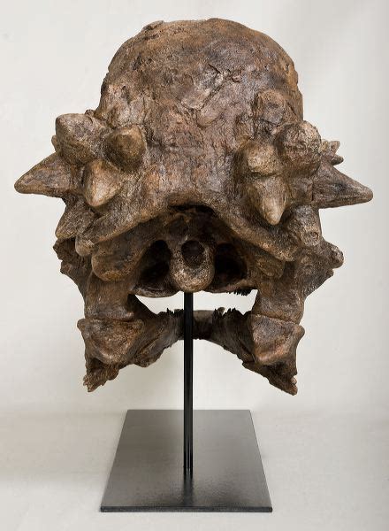 Pachycephalosaurus Wyomingensis Skull Lance Fm Specimen Display Replica Black Hills Institute