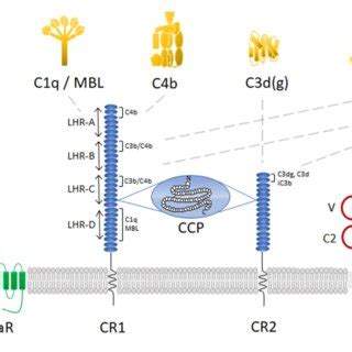 PDF Complement Receptors And Their Role In Leukocyte Recruitment And
