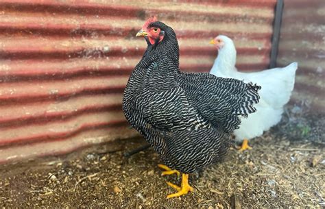 Barred Plymouth Rock Breed Profile Chicken Fans