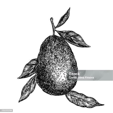 아보카도 Hass 그래픽 벡터 일러스트 레이 션 야채 잎의 손으로 그린 스케치 열 대 과일의 식물 그림입니다 식품 포장 디자인용 조각 식물 스케치 0명에 대한 스톡 벡터