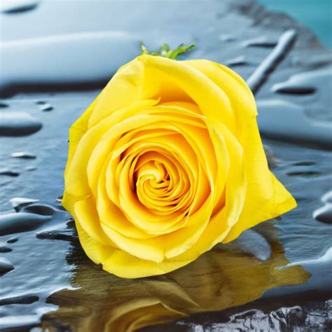 Yellow Sol Roses Roses Del Fuego