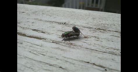 Fly Sex Album On Imgur