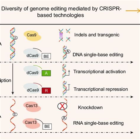 Major Strategies To Recruit Dna And Rna Targeting And Modifying Enzymes Download Scientific