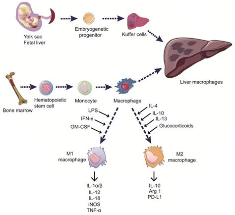 The Role Of Tumor Associated Macrophages In Hepatocellular Carcinoma