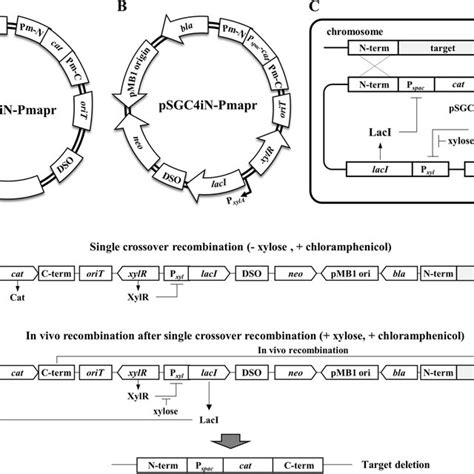 Construction Of Integrative Plasmid And Conjugative Donor Strain For
