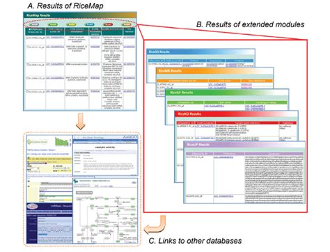 Comprehensive Annotation Results A The Result Of Brief Annotation Is