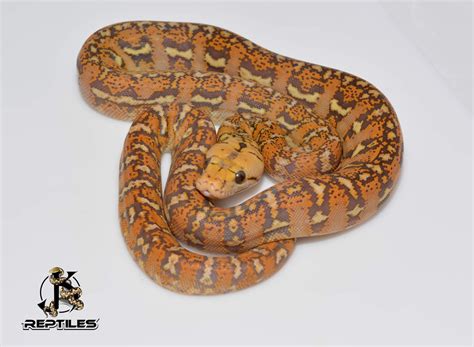 orange glow anthrax reticulated python by jk reptiles morphmarket