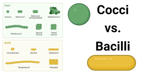Cocci Vs Bacilli 5 Major Differences With Examples Bacillus