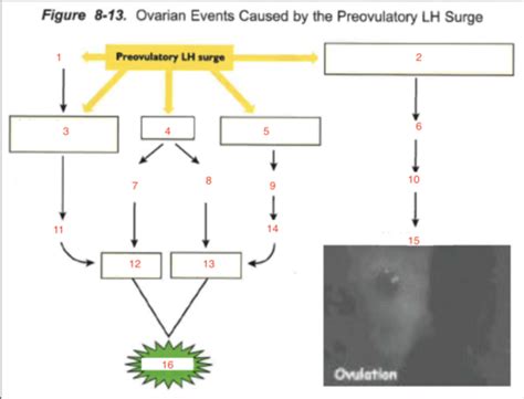 Female Repro Flashcards Quizlet