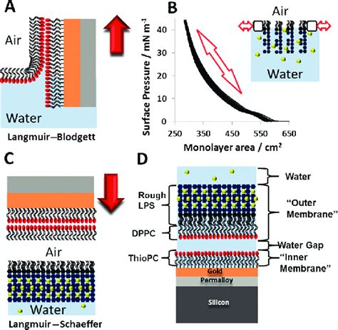 Fabrication Of Floating Asymmetric Om Models A Langmuir Blodgett Download Scientific Diagram