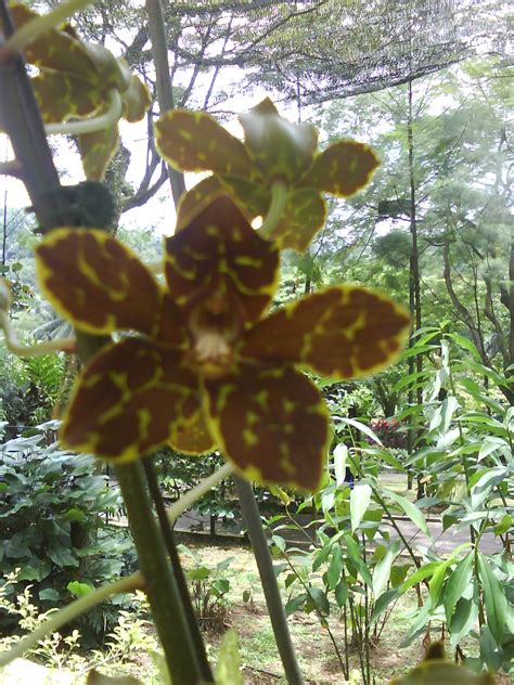 Garden Chronicles Leopard Orchid Grammatophyllum Scriptum