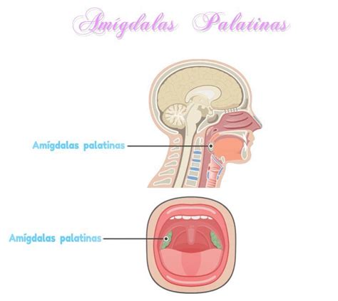 Amígdalas Y Adenoides Tejido Linfoide De La Faringe 1 Tejido Linfoide Faringe Anatomía