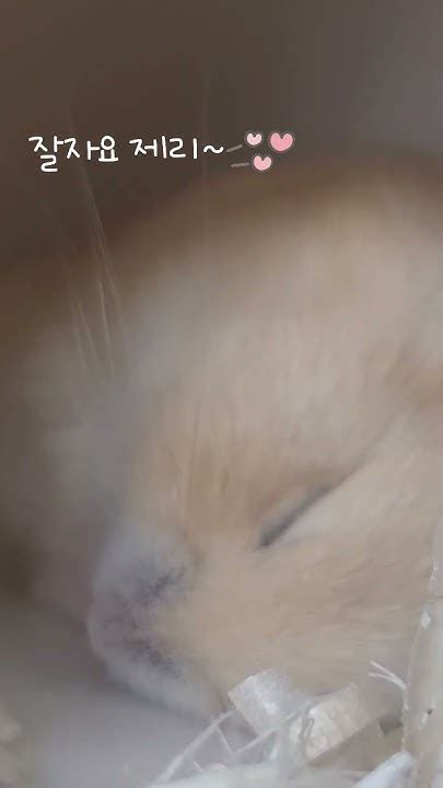 옆으로 누워서 자는 햄스터 Youtube