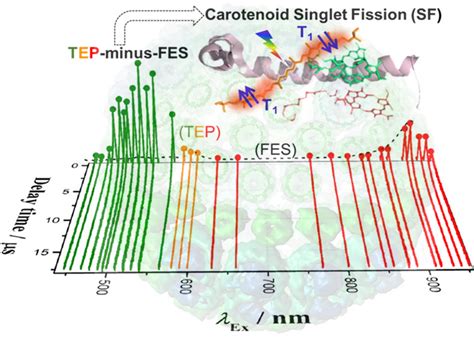 光合作用原初过程 中国人民大学 Sdmm 课题组