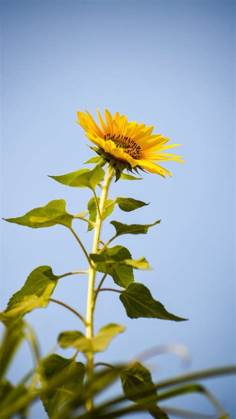 경치 계절의 꽃 근접 꽃 노란색 꽃 동식물 맑은 날씨 밝은 선명한 색상 성장 세로 수직 이미지 식물 식물 사진 식물군 식물의 신선 아무도