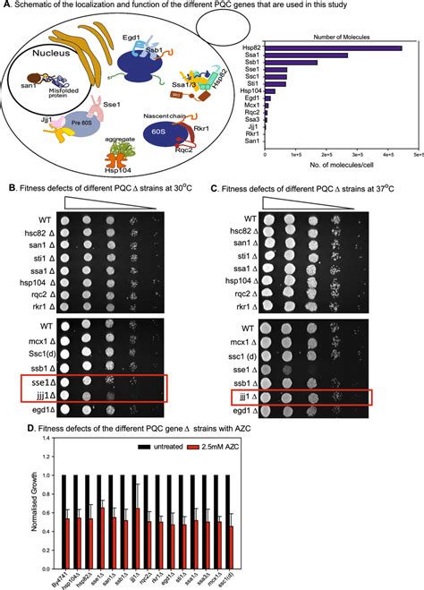 A Left Panel Shows Localisation And Function Of Each Of The PQC Genes Download Scientific