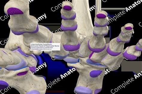 Intermediate Cuneiform Articular Facet Of Navicular Bone Complete Anatomy
