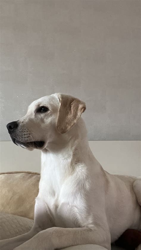 래브라도 리트리버 분양 보냅니다 유기견 무료분양 And 강아지 고양이 입양 사이트 유기견보호센터