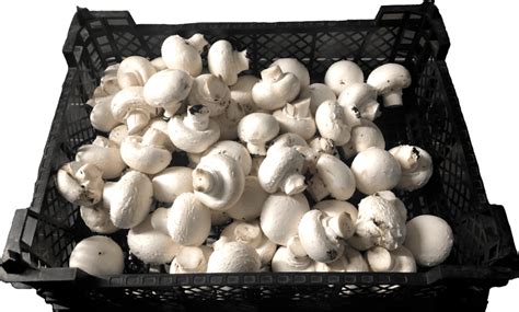 Mushroom Harvesting Robots A Step To Revolutionizing The Food System
