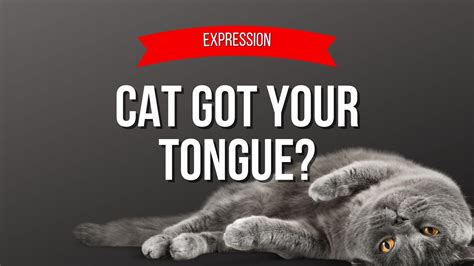 Cat Got Your Tongue