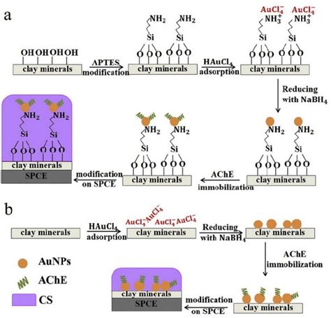Schematic Representation Of Clayaunps Synthesis Ache Immobilization