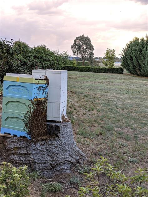 Check Your Hives Regularly