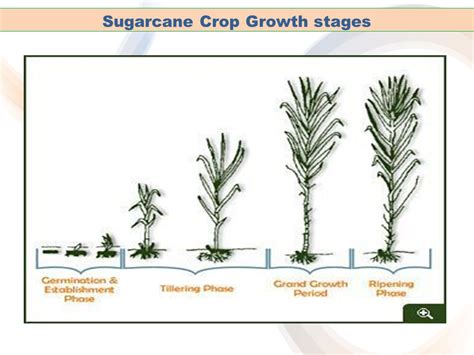 Sugarcane Crop Growth Stages