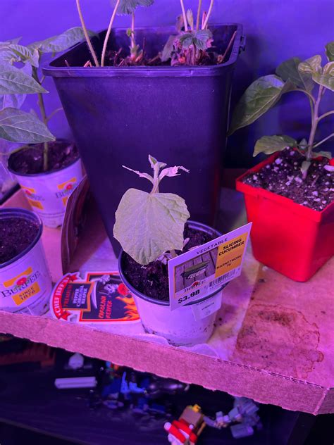 Cucumber Seedling R Gardening