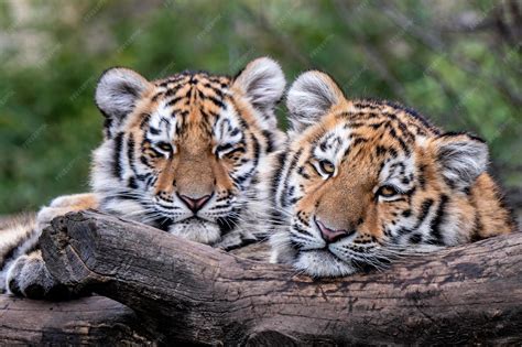 Cute Siberian Tiger Cubs