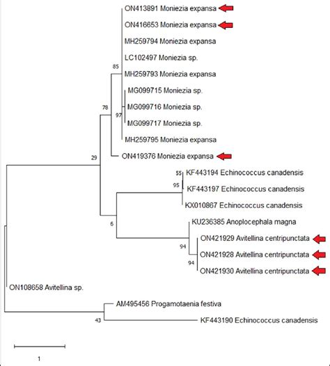 phylogenetic tree based on the cox1 gene partial sequencing of moniezia