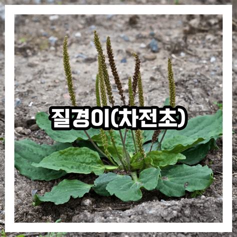질경이 특징 및 생김새 성분 효능 효과 먹는법 이용법 총정리