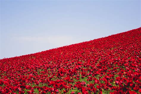 ყაყაჩოების ველი წერაქვის მონასტერი შავნაბადა
