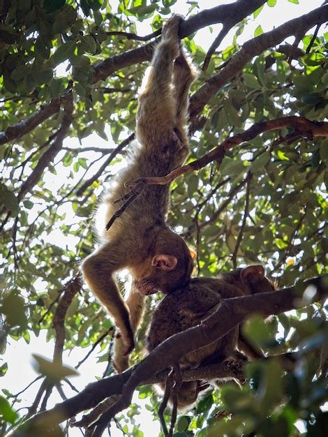 92000 Monkey Tail Tree Pictures