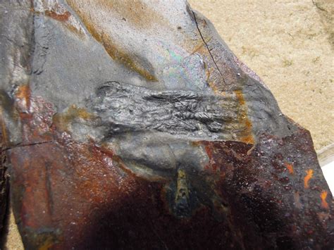 Geology And Life In The English Coal Measures Metageologist