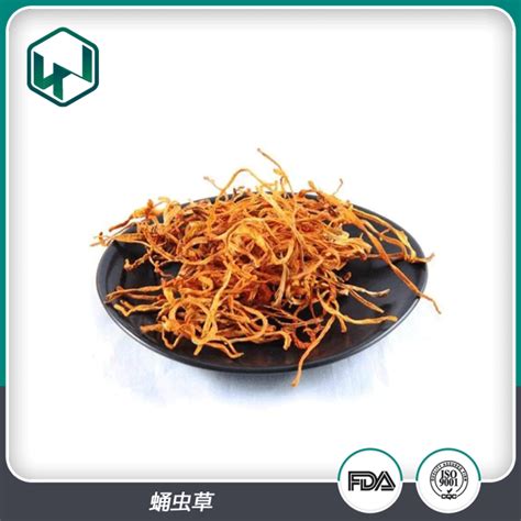 蛹虫草提取物 莱纳生物十年医药保健品化妆品原料供应商