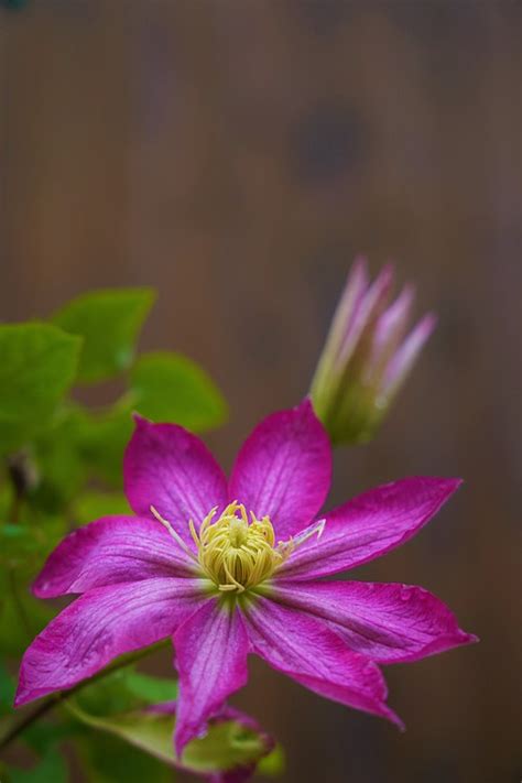 花 植物学 铁线莲 Pixabay上的免费照片 Pixabay