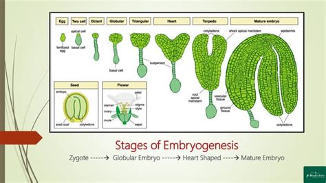 Plant Tissue Culture Somatic Embryogenesis