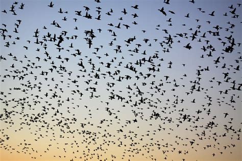 Duck Migration 10 000 Birds