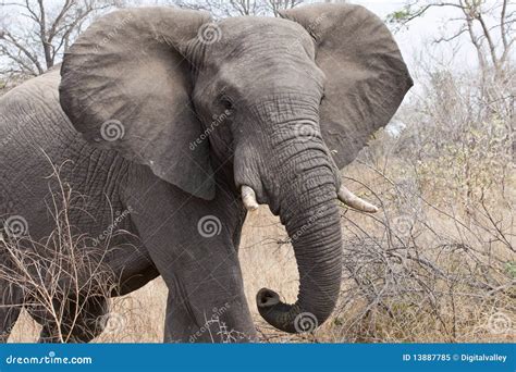 Flapping Ears Stock Image Image Of Game Angry Charge 13887785