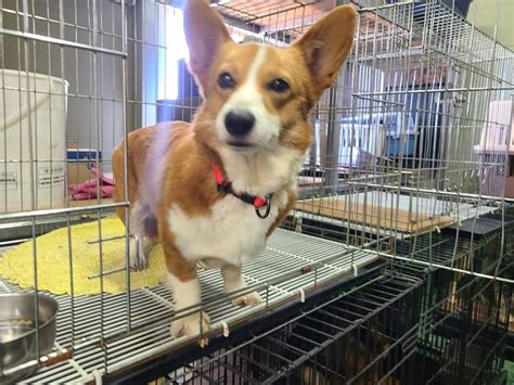 경남 창원3 용원동에서 웰시 코기 펨브로크 발견 보호