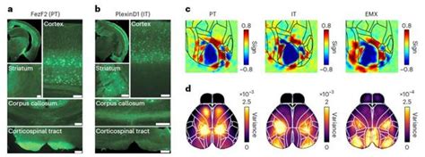 大脑如何做出决定？看皮层锥体神经元参与决策的精细化调控新机制 知乎