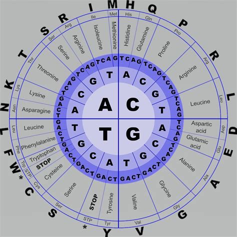 Dna와 Rna 차이점과 단백질 합성 과정
