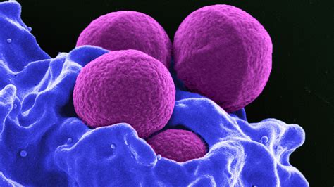 What Are Bacteria Live Science