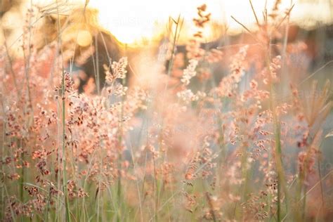 Image Of Beautiful Pink Grass Seed Heads In The Afternoon Light
