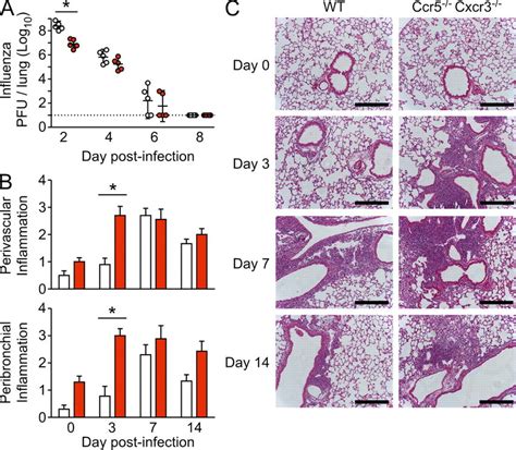 Increased Cd8⁺ T Cell Memory In Ccr5−− Cxcr3−− Mice Results In