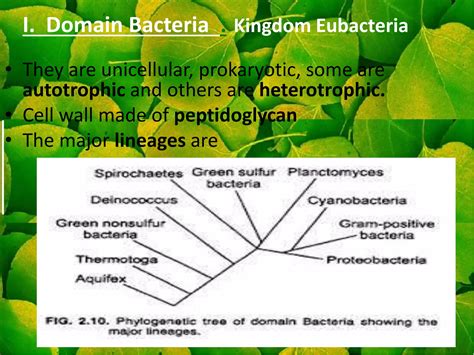 Three Domain Of Classification Pptx