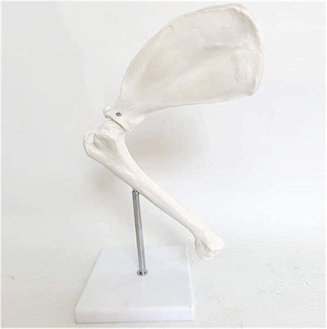 Buy Anatomy Model Canine Shoulder Joint Model Canine Animal Skeleton