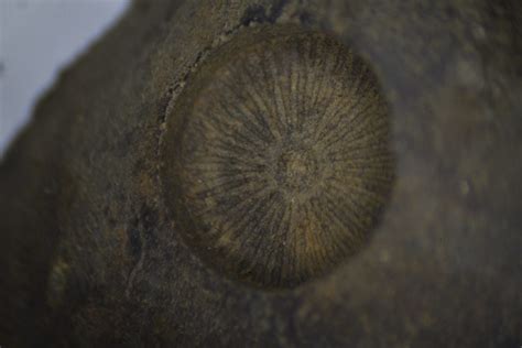 Crinoid In Shell Fossils Of Parks Township