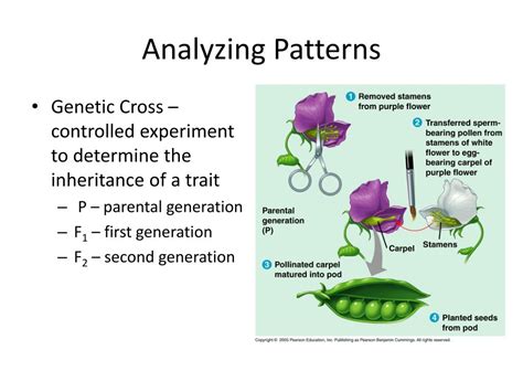 Ppt Patterns Of Inheritance Powerpoint Presentation Free Download