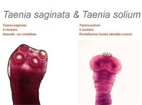 Cestodes Flashcards
